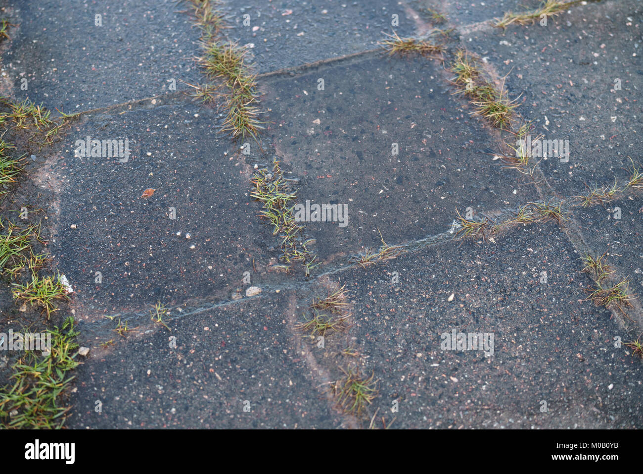 old square granite pavement with grass Stock Photo - Alamy