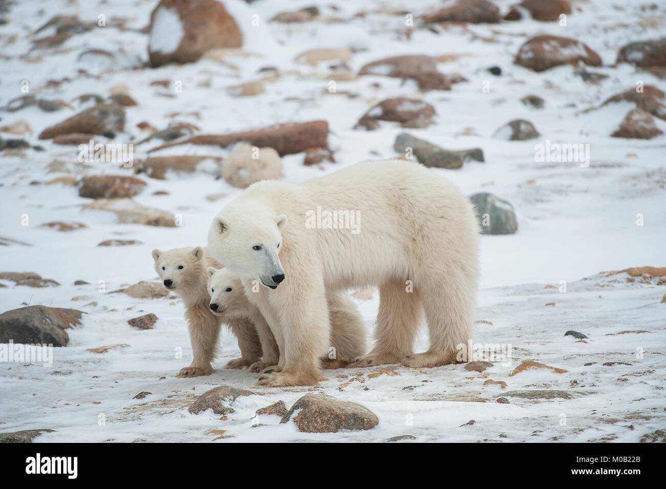 Polar she-bear with cubs. A Polar she-bear with two small bear cubs on ...
