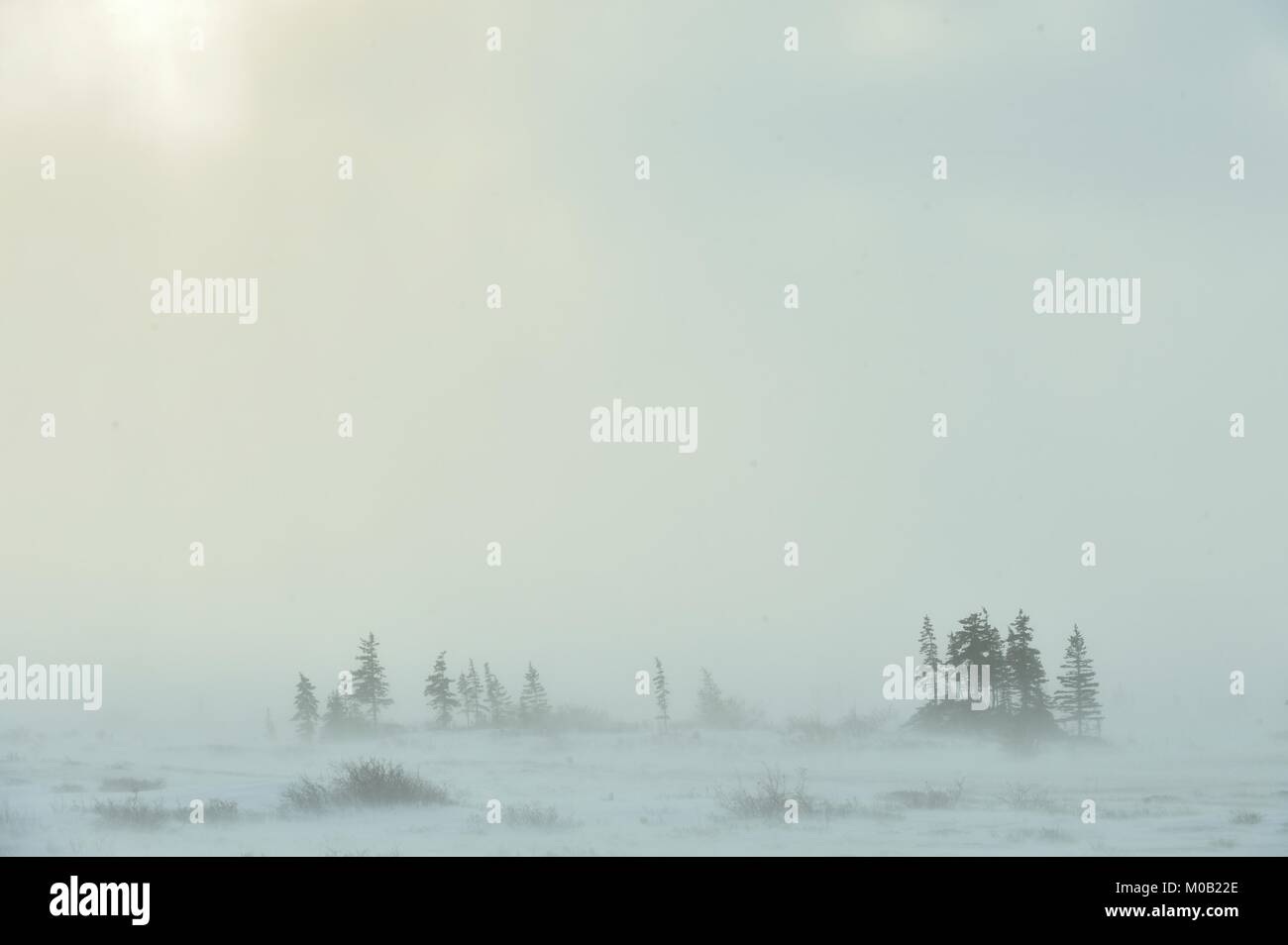 Snowstorm in tundra landscape with trees. low visibility conditions due ...