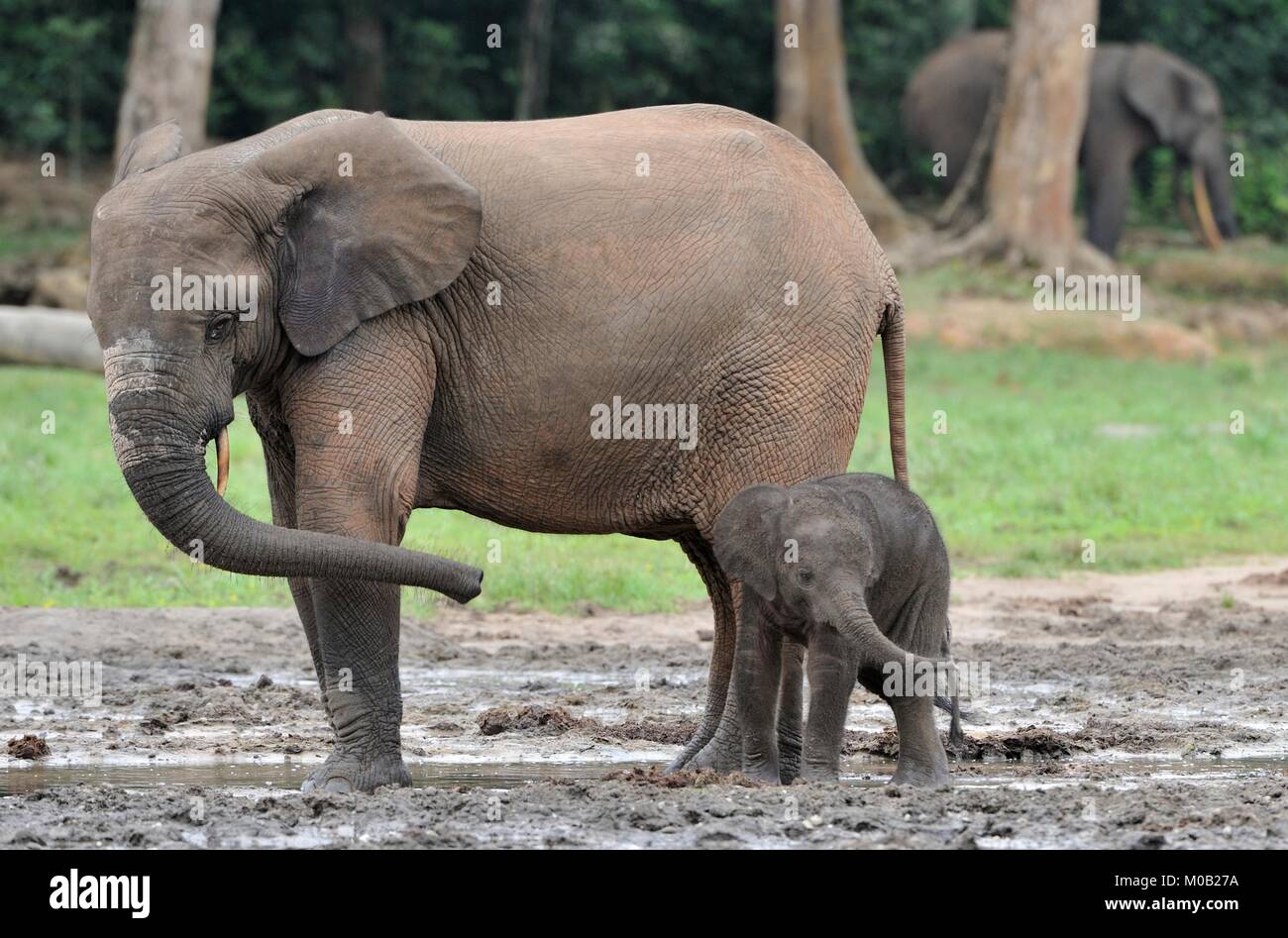 The elephant calf and elephant cow The African Forest Elephant ...