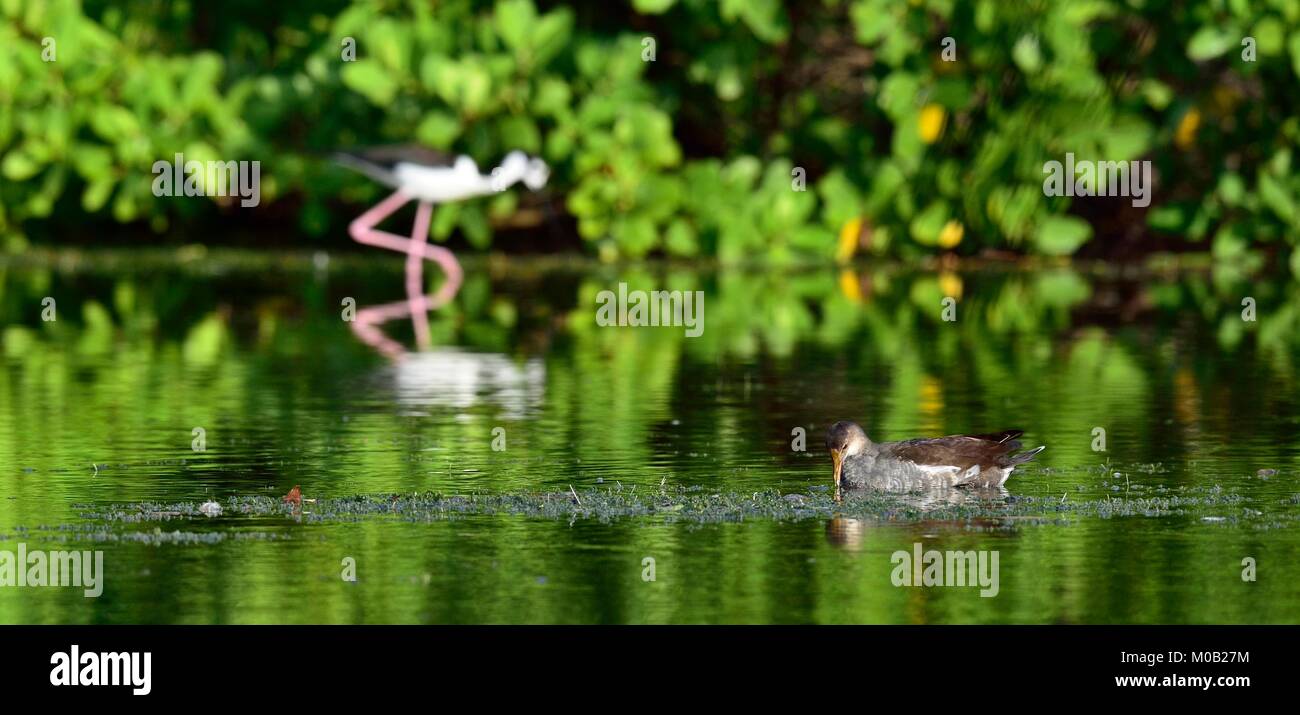 Feeding juvenile common moorhen.The common moorhen (Gallinula chloropus ...