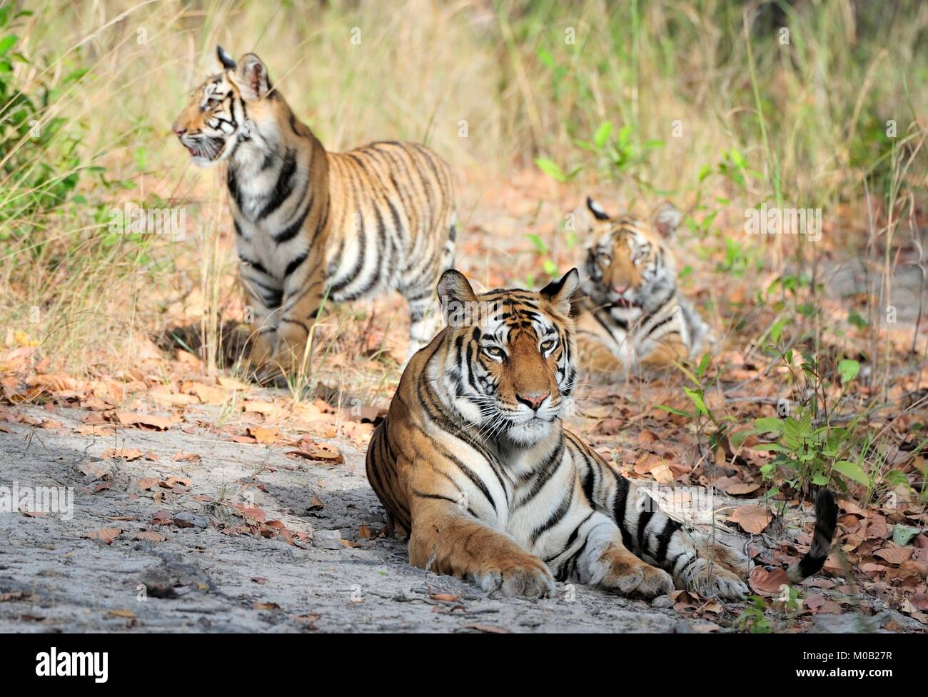 Tigress panthera tigris tigris cubs hi-res stock photography and images ...