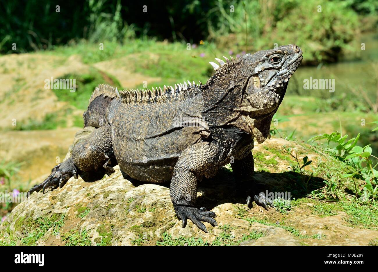 Cuban rock iguana (Cyclura nubila), also known as the Cuban ground ...