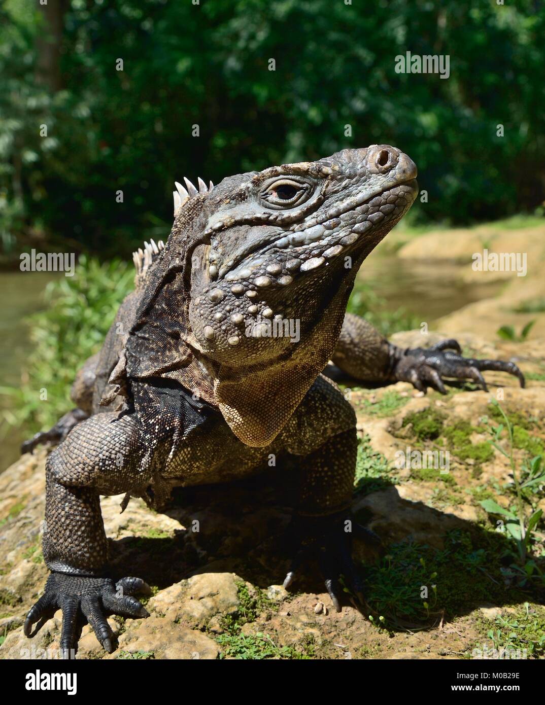 Cuban rock iguana (Cyclura nubila), also known as the Cuban ground ...