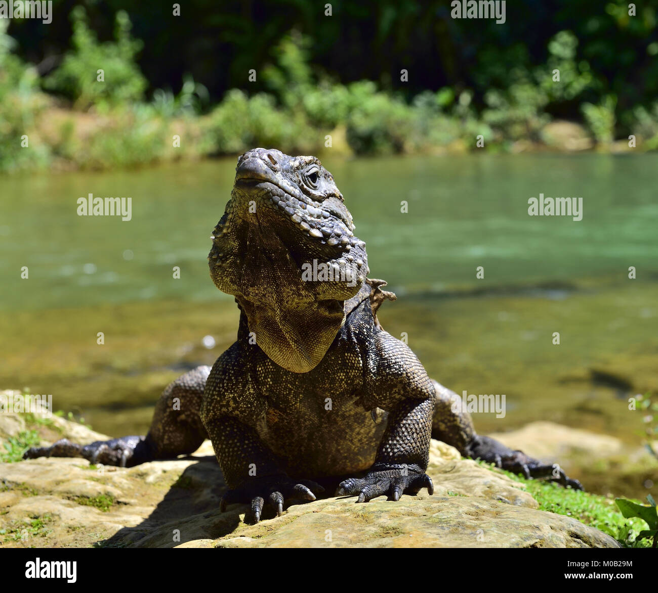 Cuban rock iguana (Cyclura nubila), also known as the Cuban ground ...