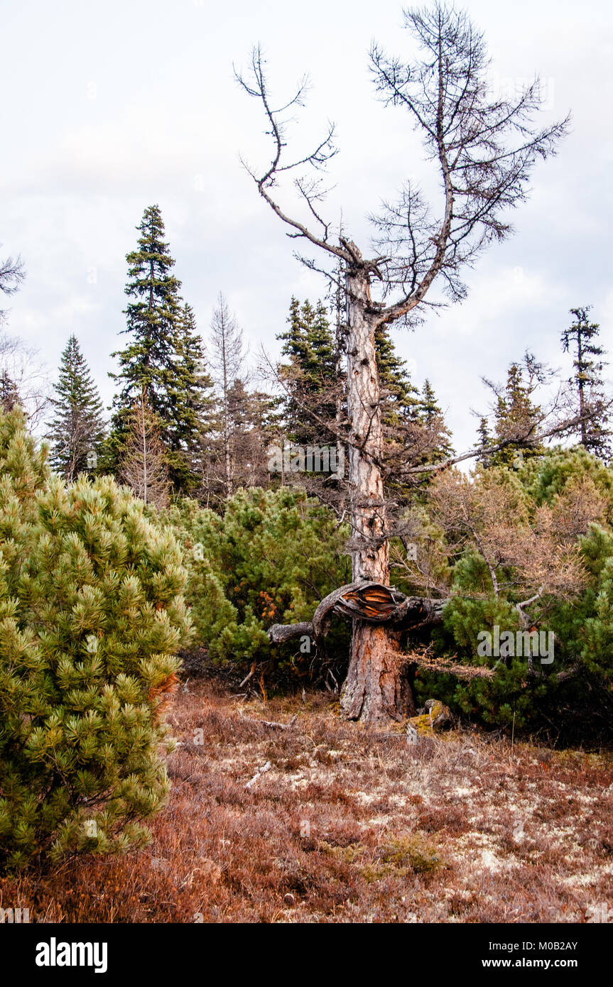 Boreal coniferous forest hi-res stock photography and images - Alamy