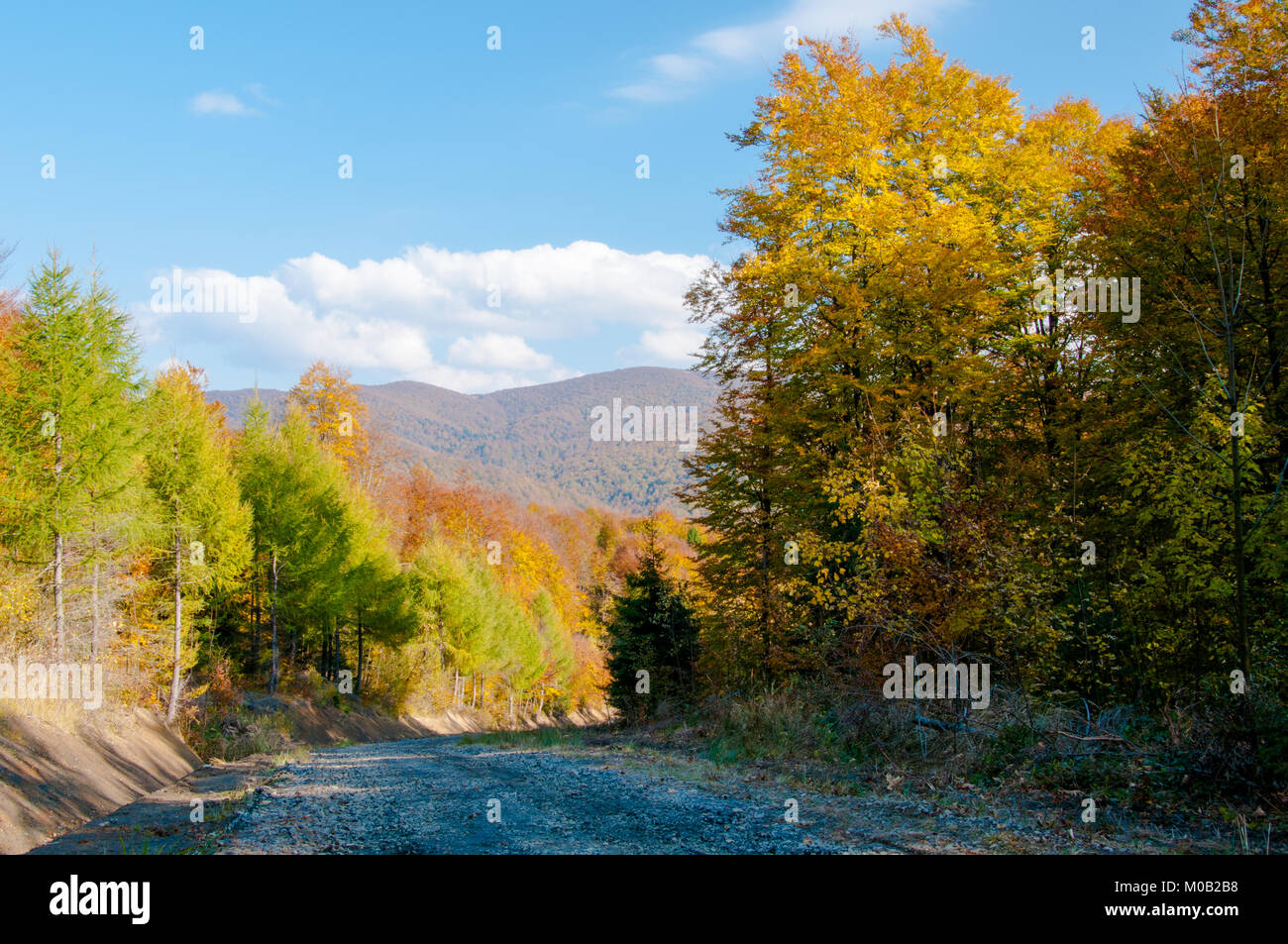 Sunny weather in fall season. Autumn foliage in european forest Stock ...