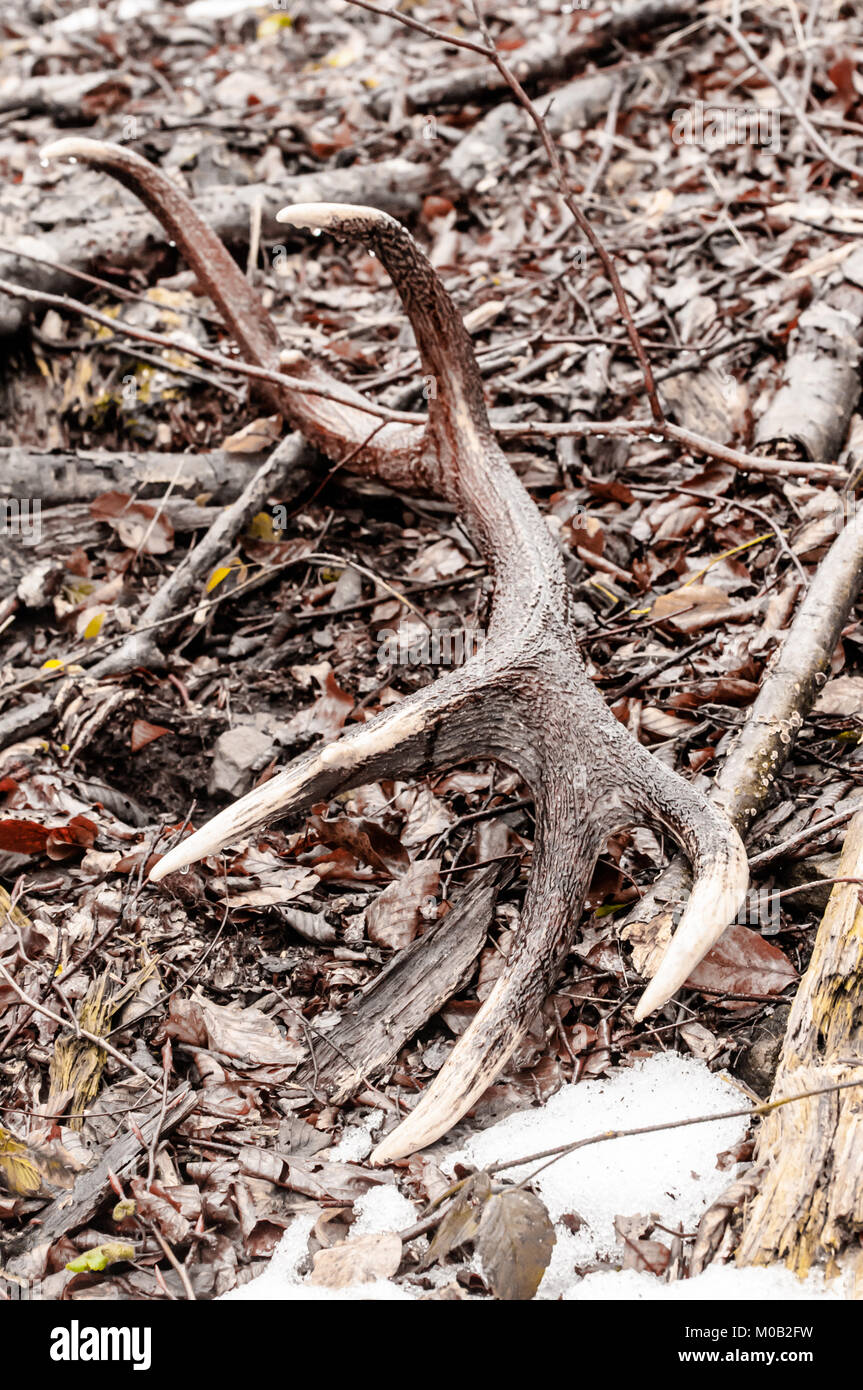 Deer Antler Shed High Resolution Stock Photography and Images - Alamy