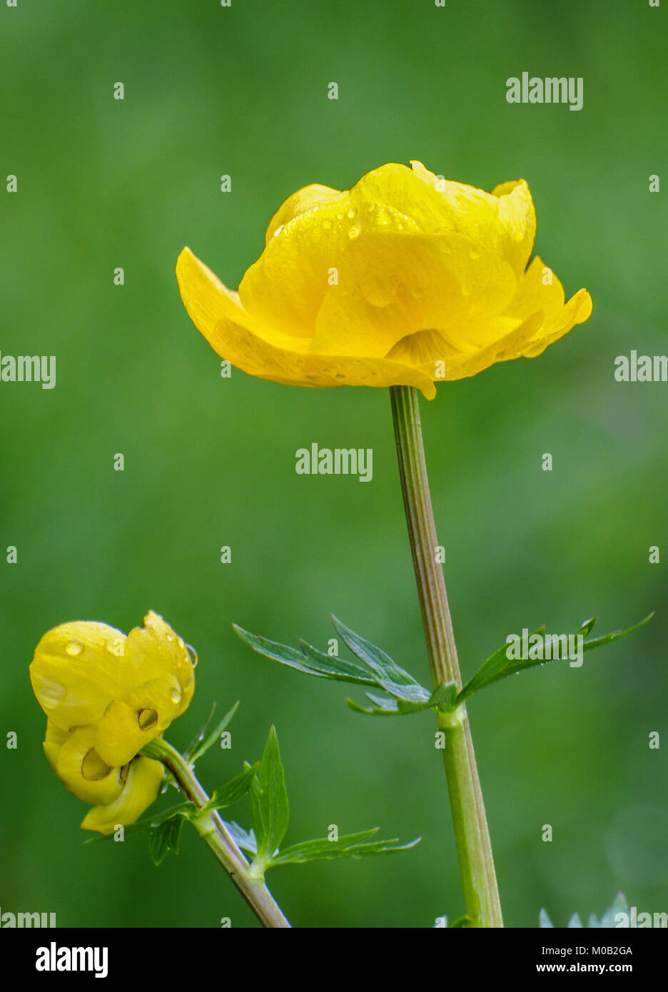 kingcup - Caltha palustris - yellow flower on a green background Stock ...