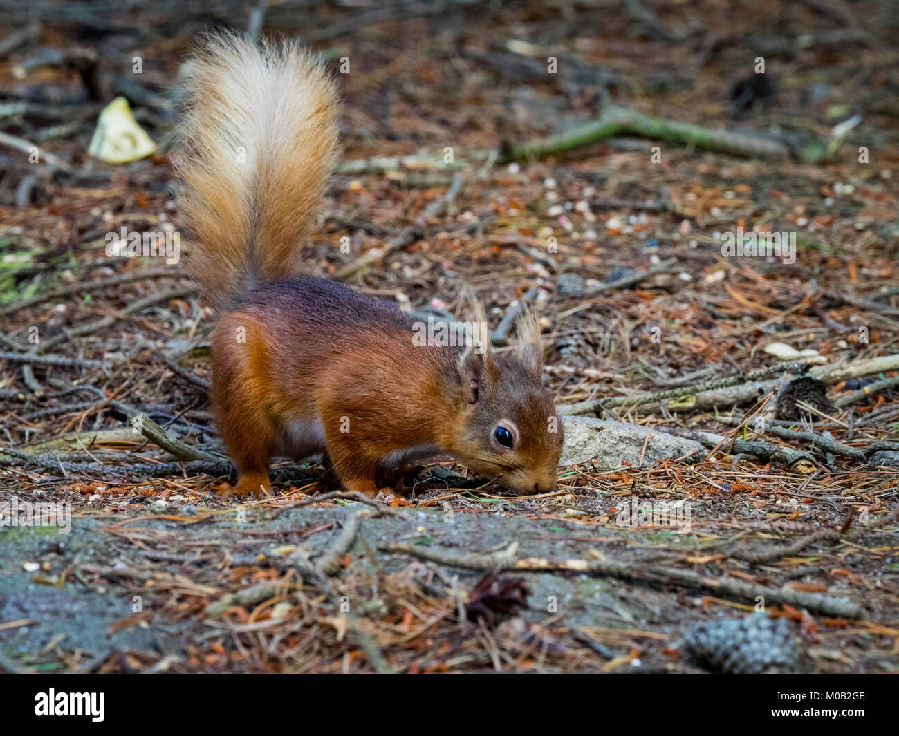 Red squirrels uk hi-res stock photography and images - Alamy
