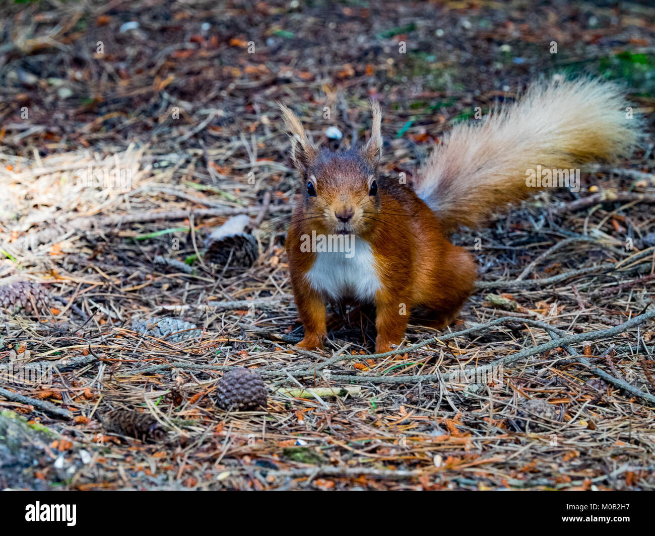 Red squirrels uk hi-res stock photography and images - Alamy
