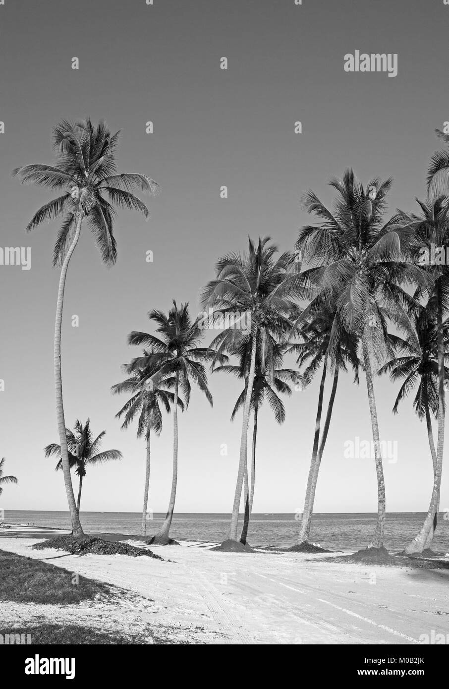 Caribbean ocean palm trees Black and White Stock Photos & Images - Alamy