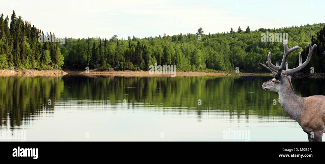 Big deer watching a calm lake in Canadian wilderness Stock Photo - Alamy