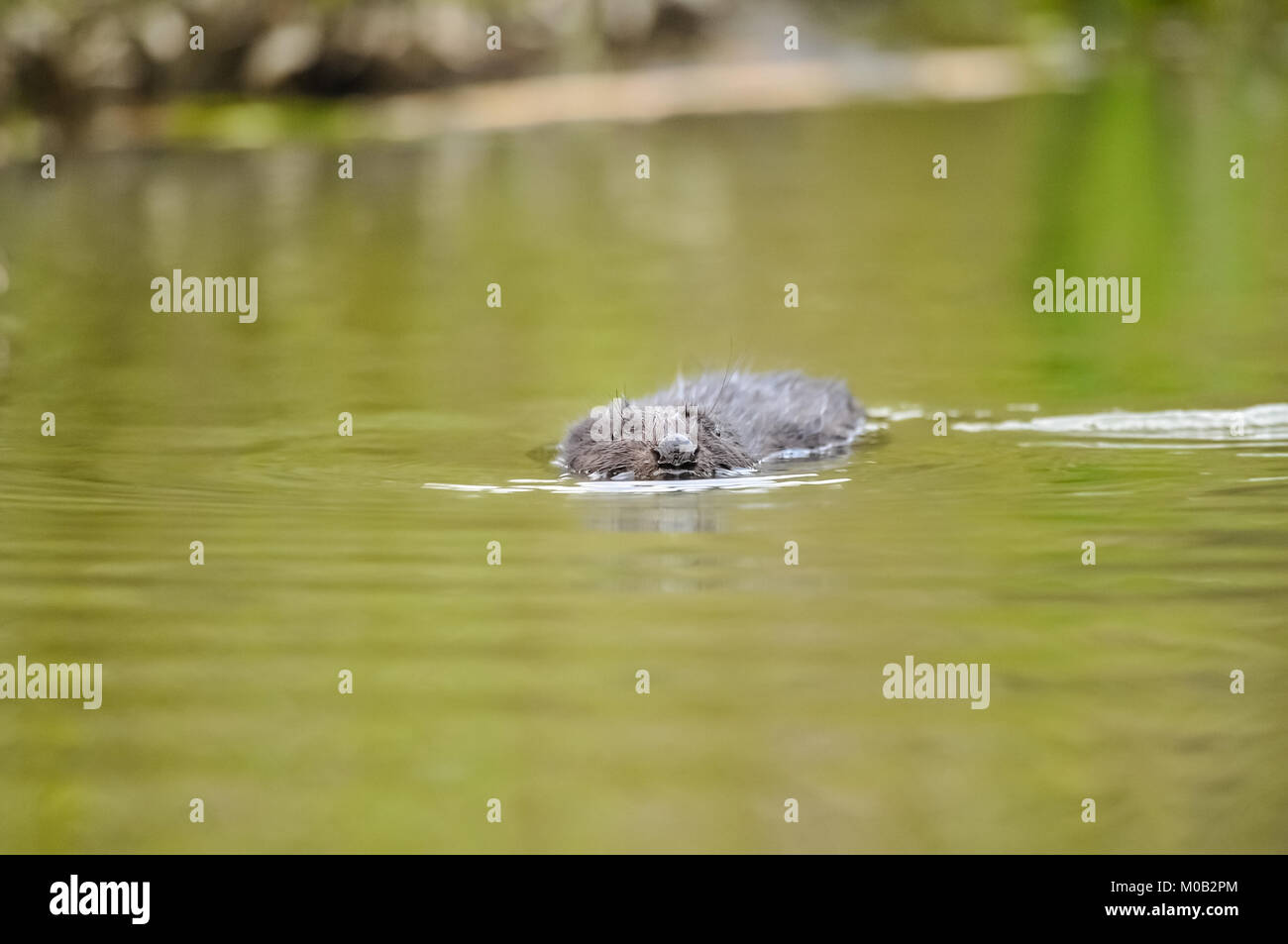 Beaver swimming through green river Stock Photo - Alamy