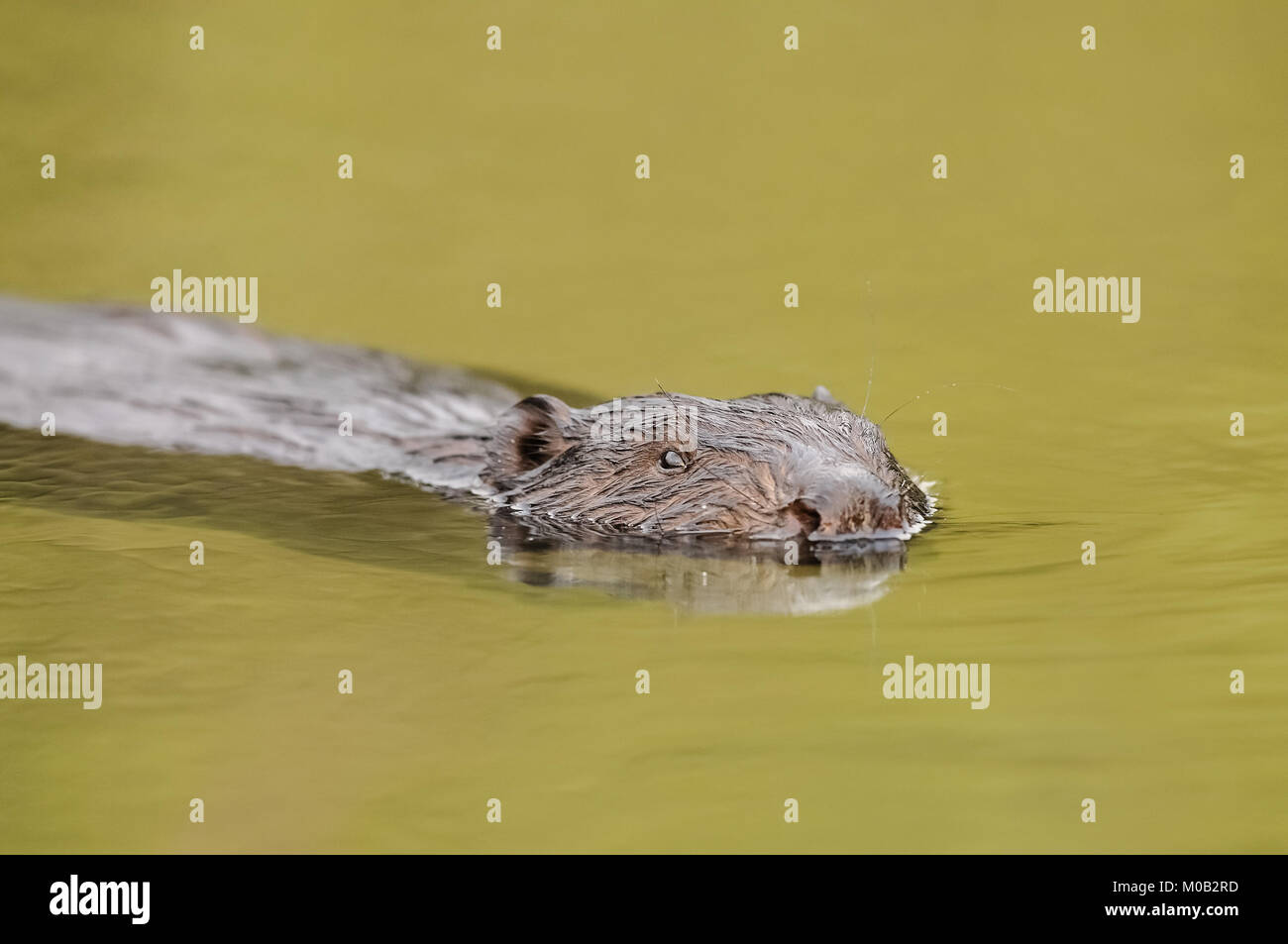 Beaver swimming through green river Stock Photo - Alamy