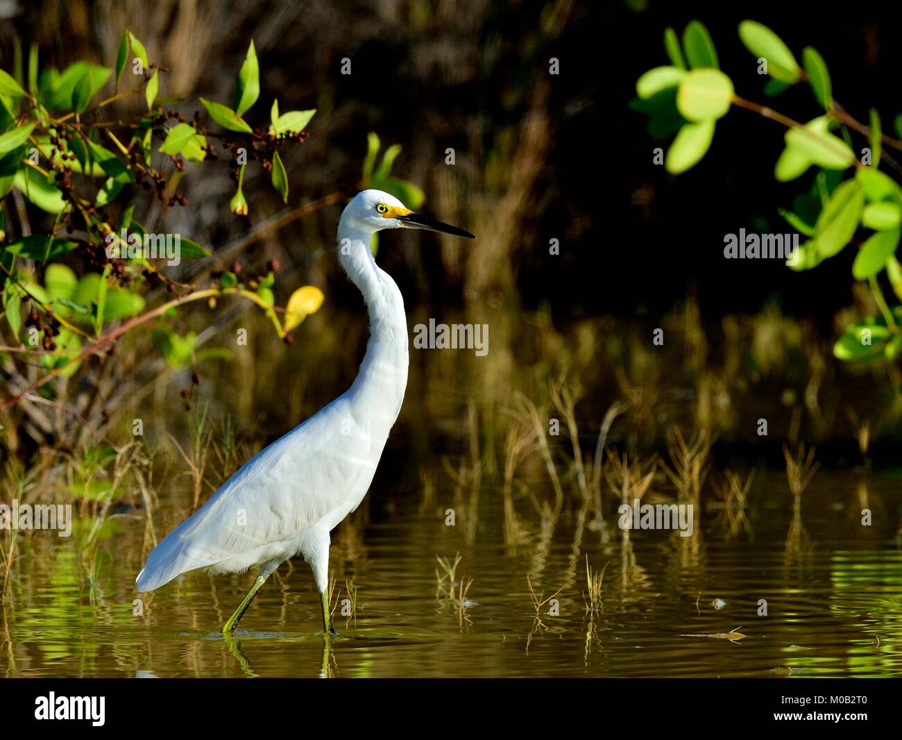 Adult Little Blue Heron (Egretta caerulea) ( white morph )on natural ...