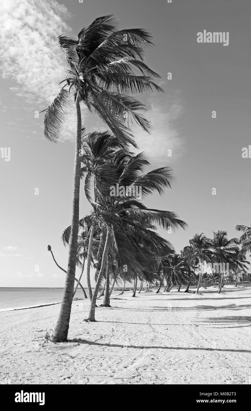 Caribbean beach with palm trees, black and white image Stock Photo - Alamy