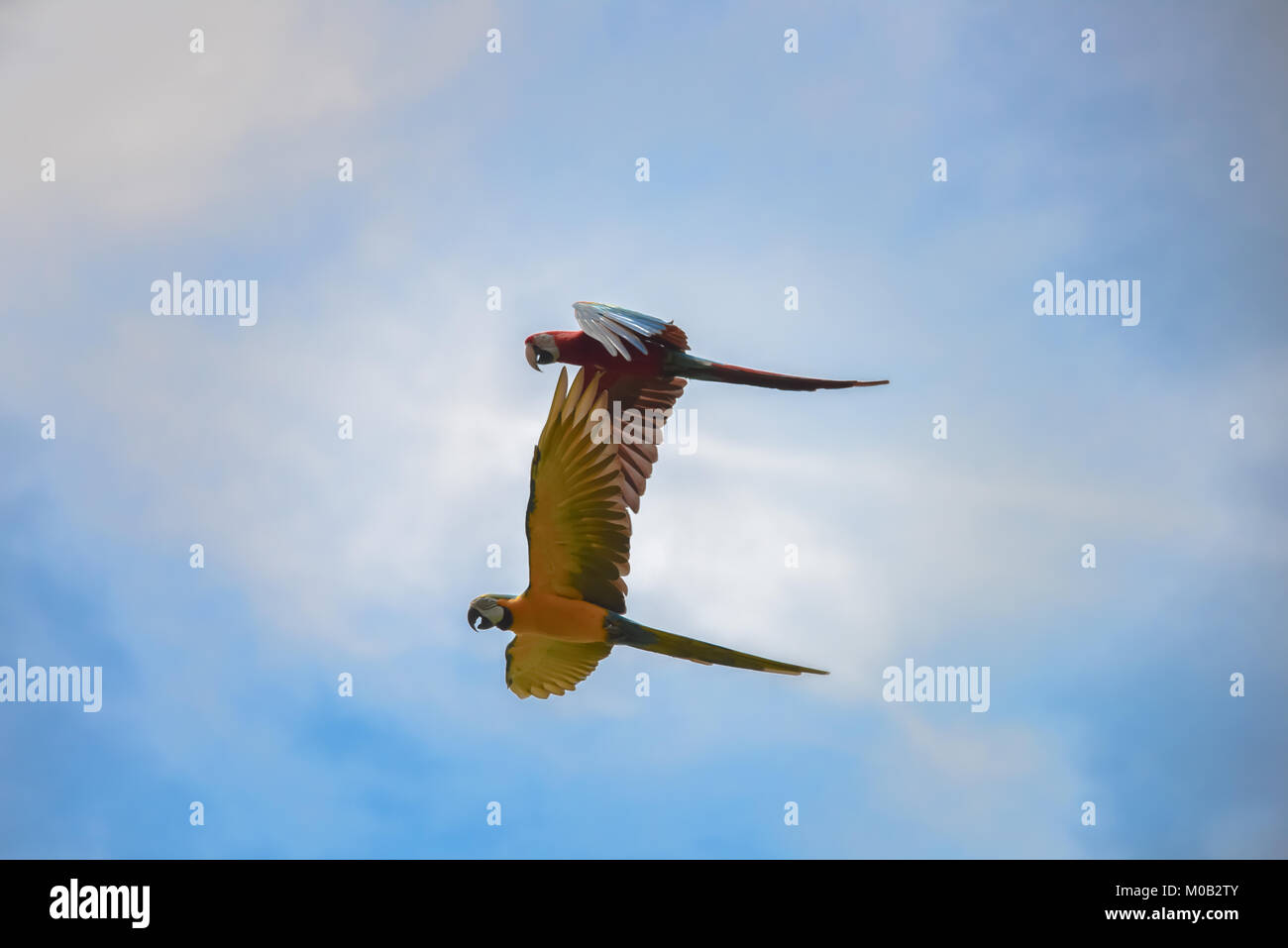Pair of colourful Ara birds flying on a blue sky Stock Photo - Alamy