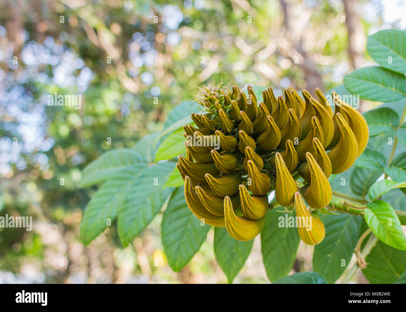 African tulip tree flower hi-res stock photography and images - Alamy