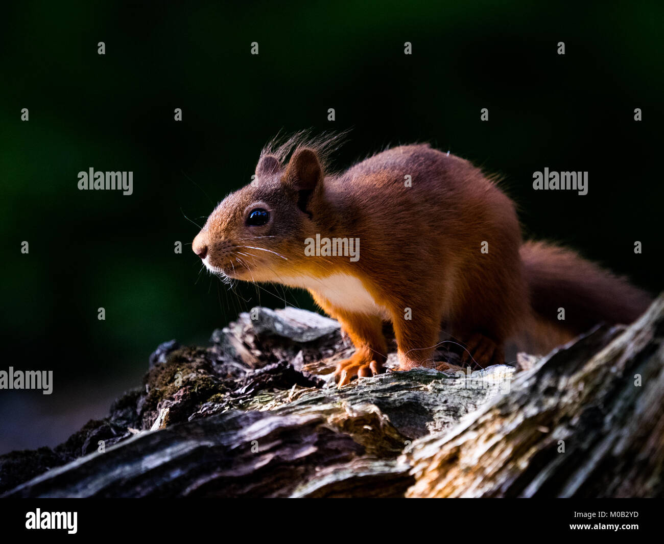 Eurasian red squirrels hi-res stock photography and images - Alamy