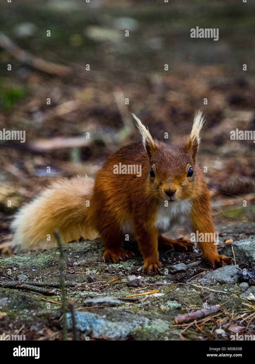 Eurasian red squirrels hi-res stock photography and images - Alamy