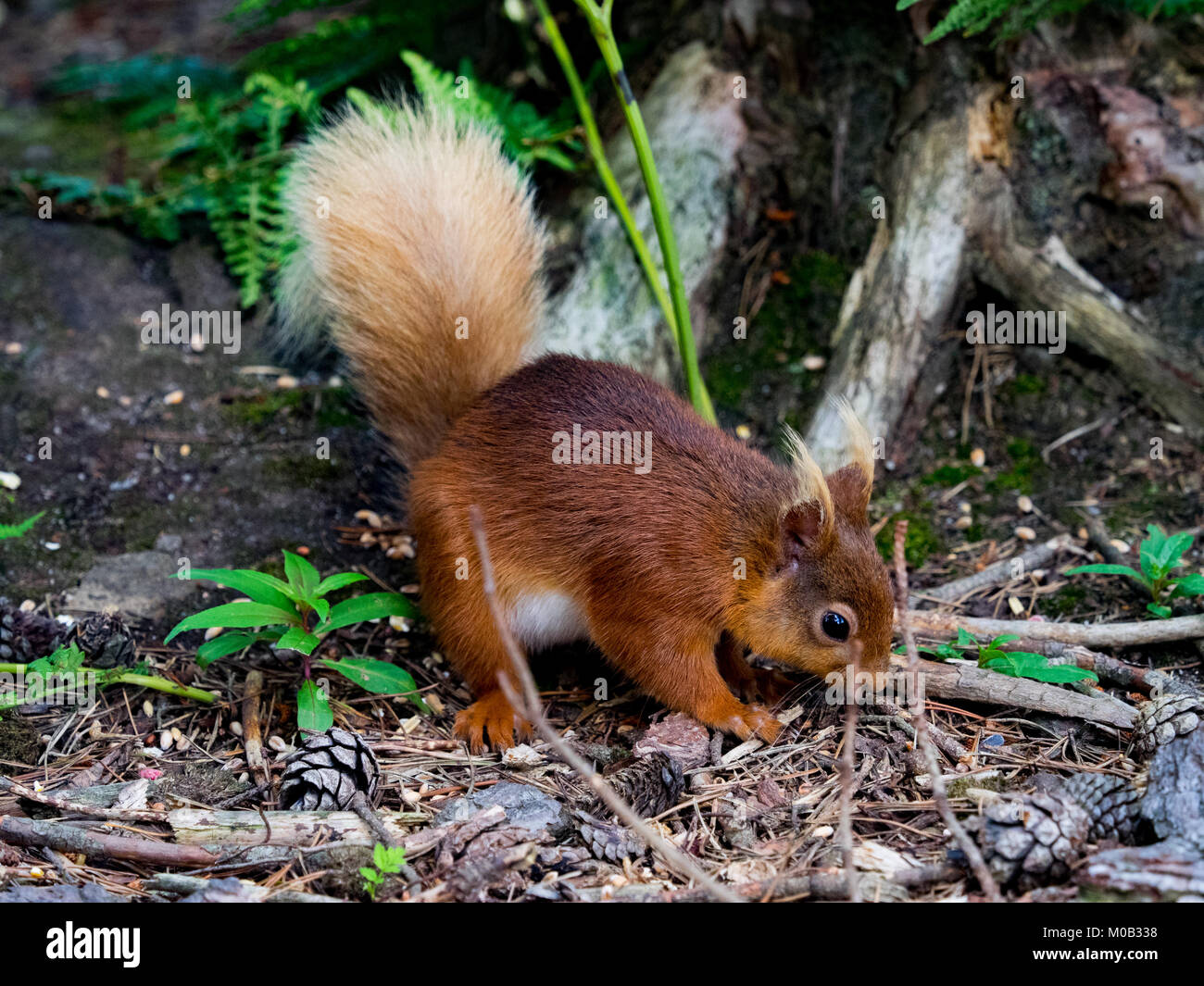 Eurasian red squirrels hi-res stock photography and images - Alamy