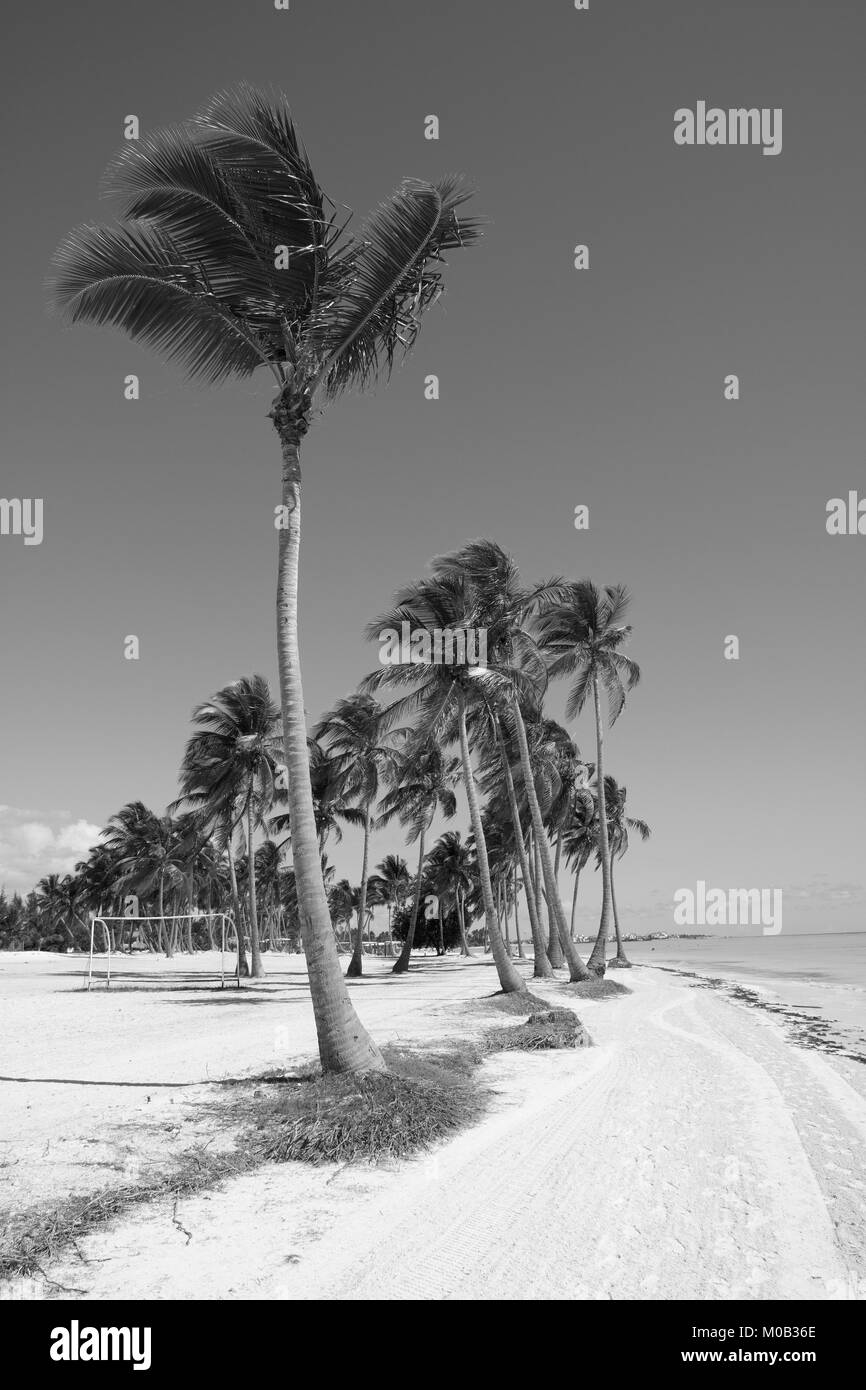 Scenic palm Black and White Stock Photos & Images - Alamy