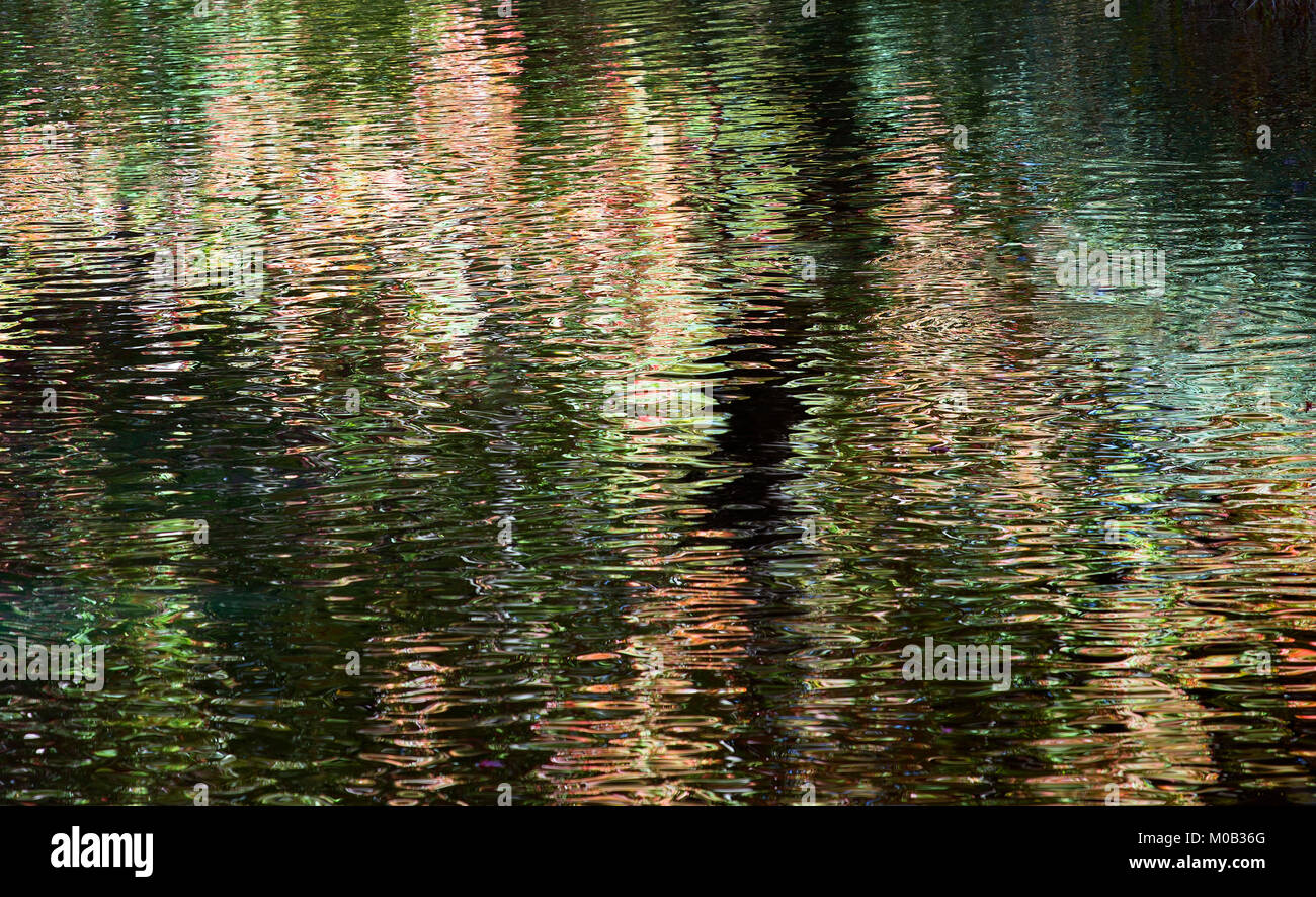 Reflection red maple tree hi-res stock photography and images - Alamy