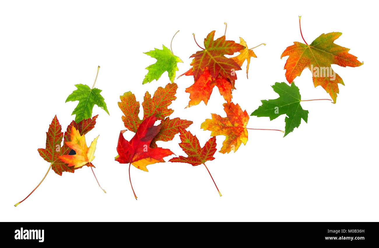 Brown red maple leaves Cut Out Stock Images & Pictures - Alamy