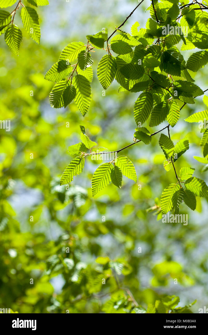 Green foliage plant hi-res stock photography and images - Alamy