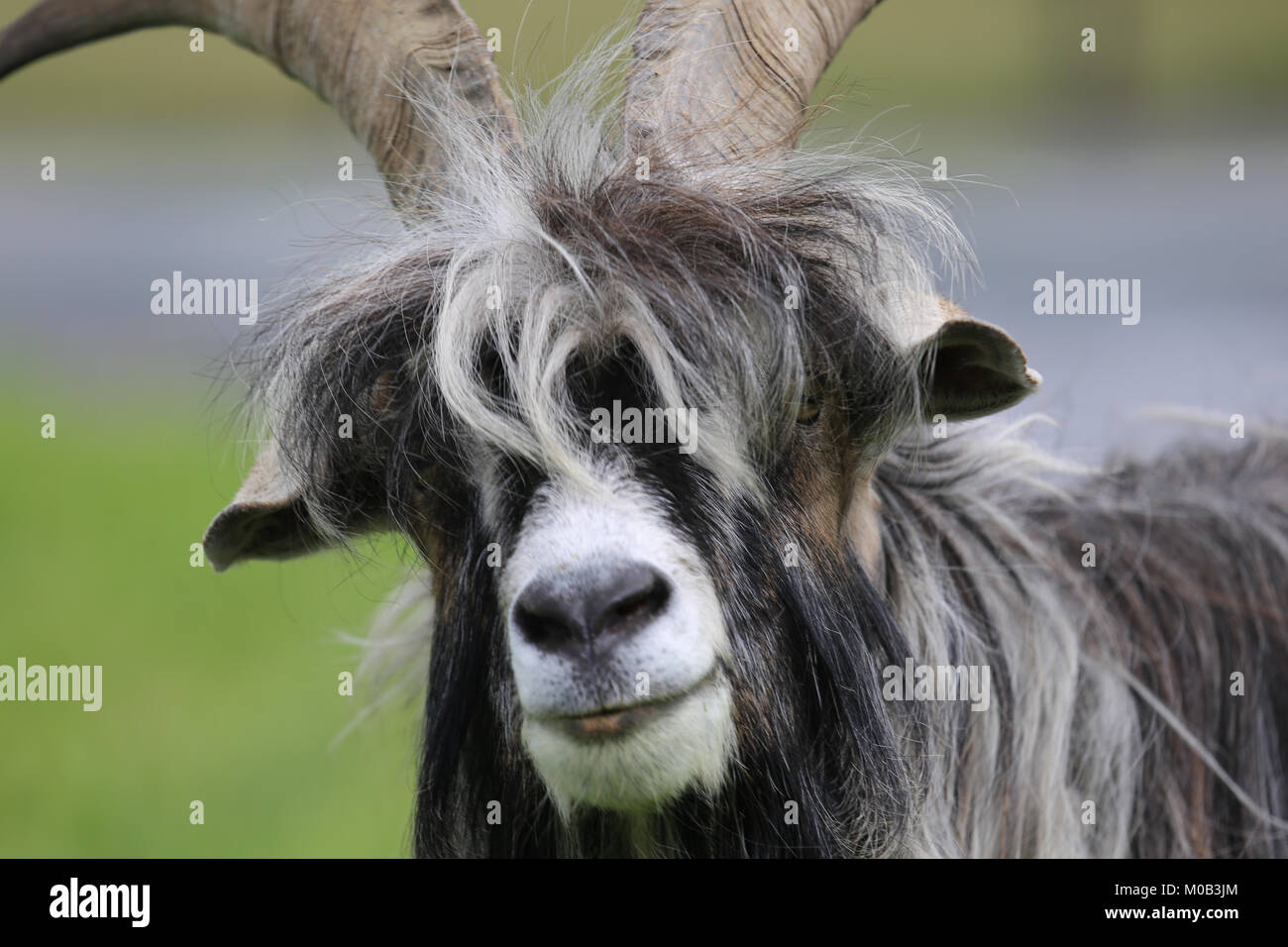 Puck goat hi-res stock photography and images - Alamy