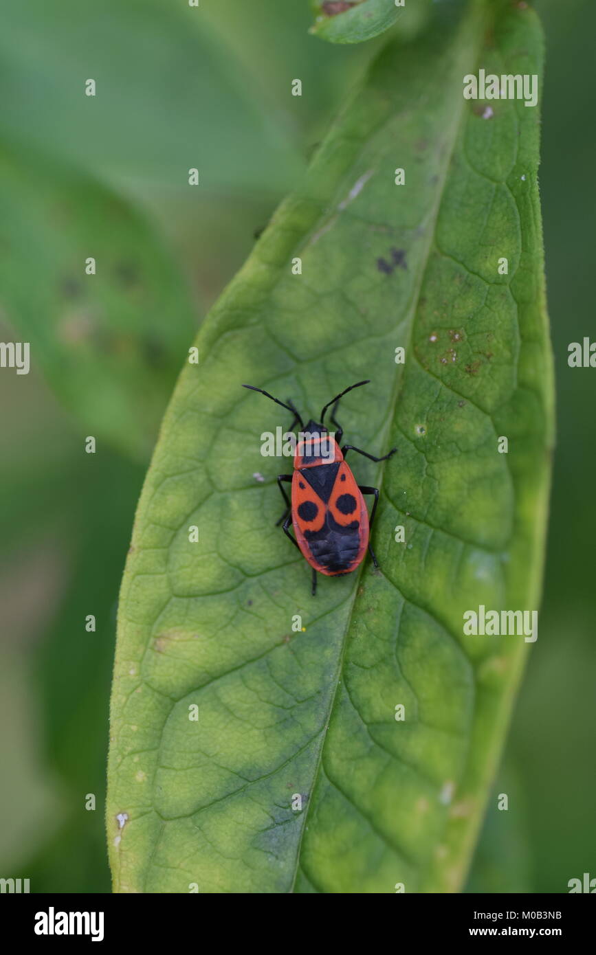 Fire Bug Pyrrhocoris apterus Stock Photo - Alamy