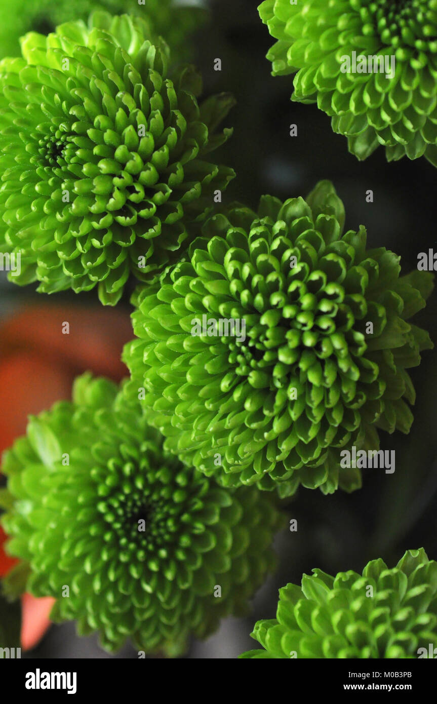 Green chrysanthemum flower hi-res stock photography and images - Alamy