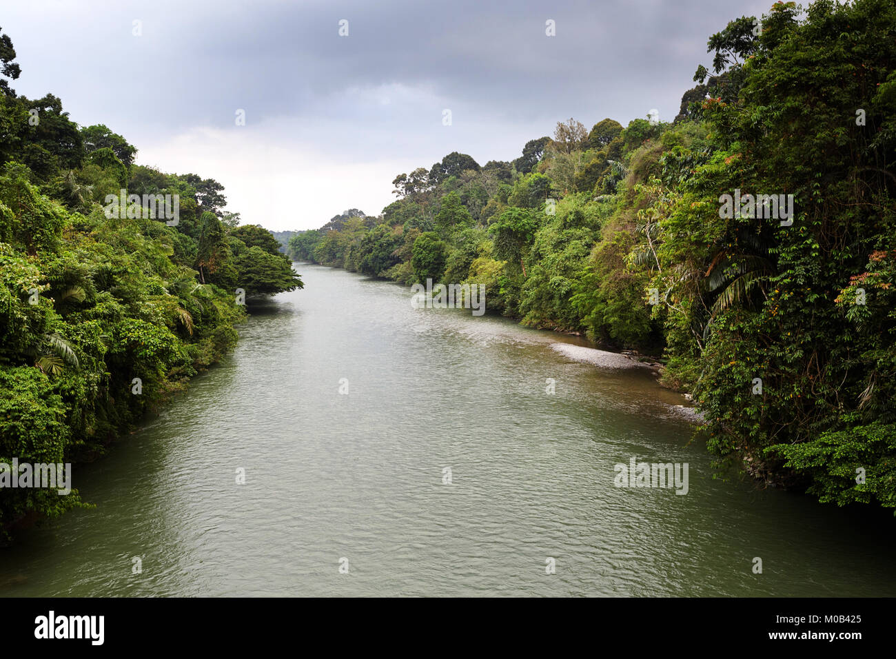 Lush rainforest at Batang river in Gunung Leuser National Park of ...