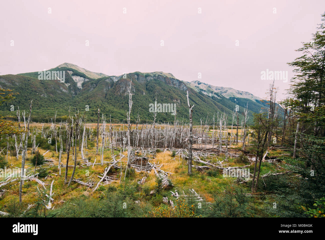 Dead trees caused by beavers, invasive species, near Ushuaia, Tierra ...