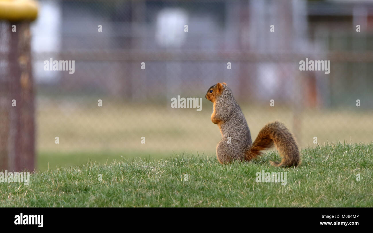 Side view of and upright squirrel on a grass hill in a park Stock Photo ...