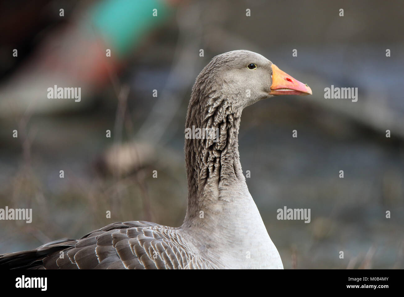 Head and neck close-up of a domestic goose with an orange beak in a ...