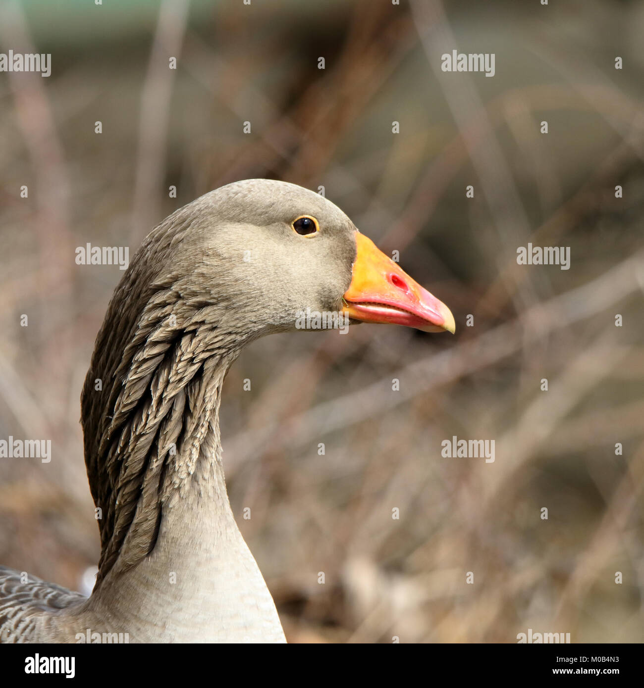 Fat neck hi-res stock photography and images - Alamy