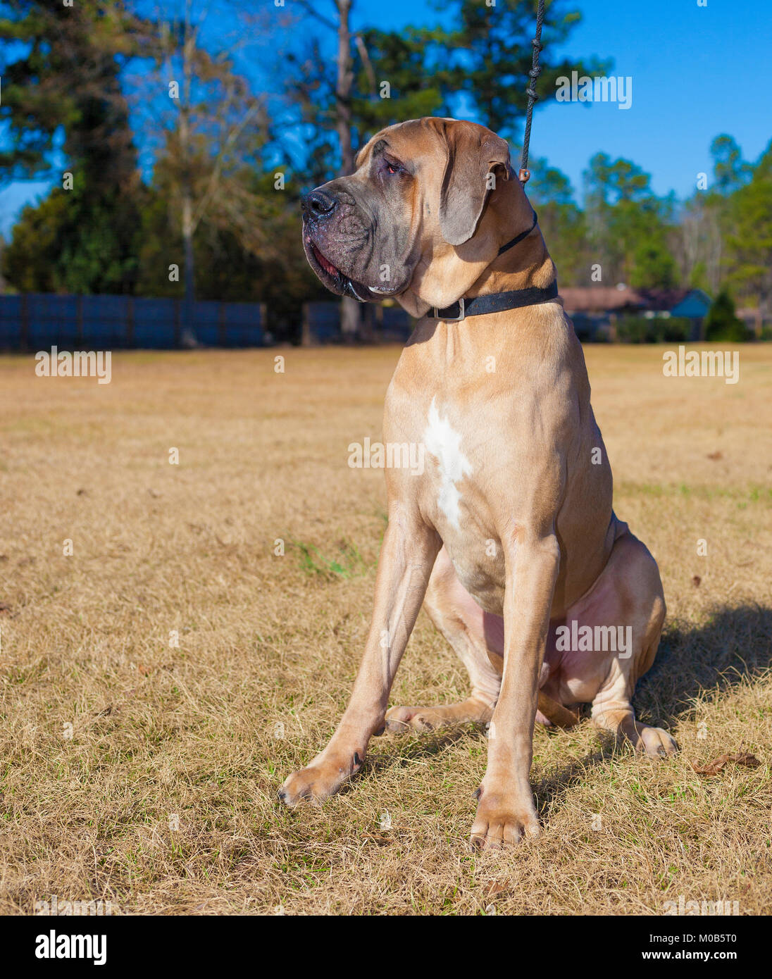 Brown purebred male Great Dane sitting on a field Stock Photo - Alamy