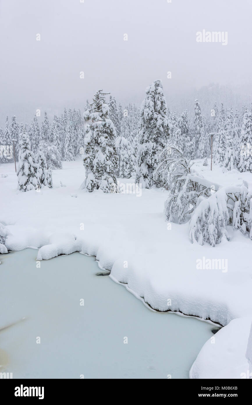 Heavy snow fall on pine trees in Elati Greece Stock Photo - Alamy