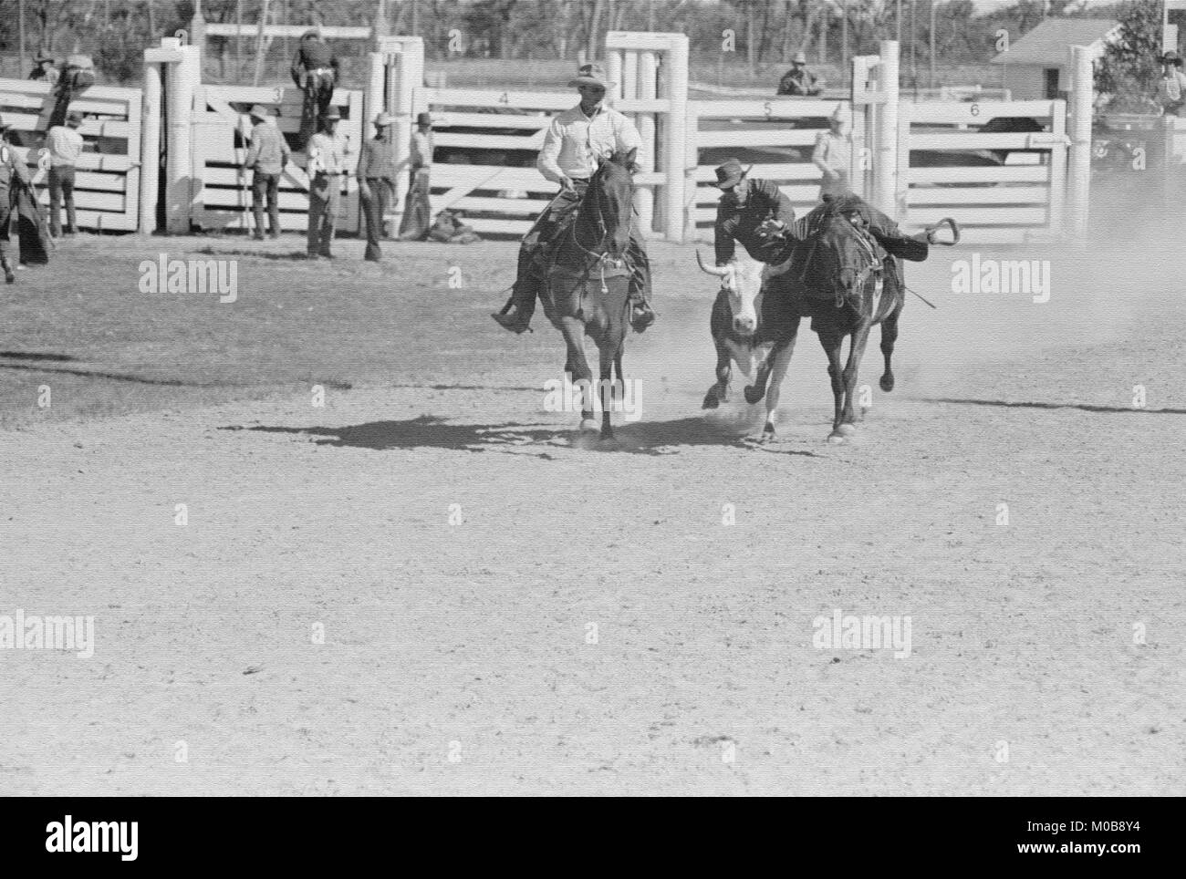 Bulldogging hi-res stock photography and images - Alamy