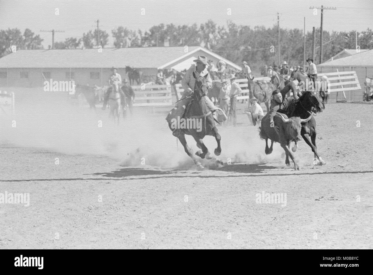 Bulldogging hi-res stock photography and images - Alamy