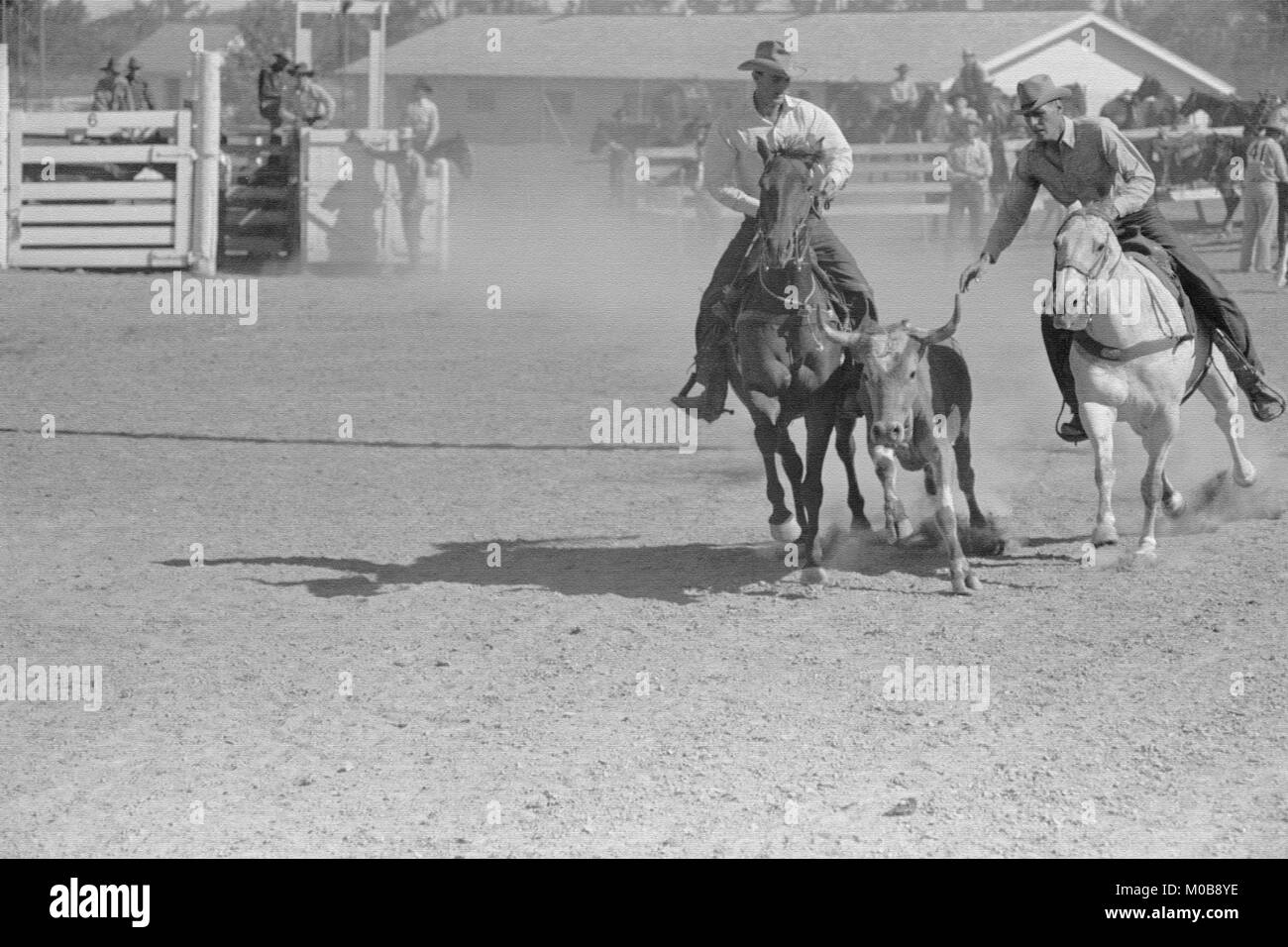 Bulldogging hi-res stock photography and images - Alamy