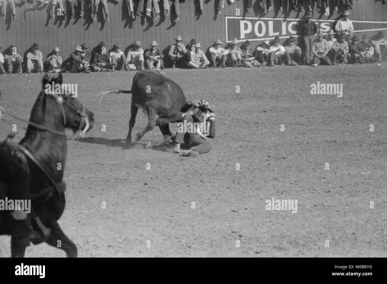 Rodeo Performer Bulldogging a Calf Stock Photo - Alamy