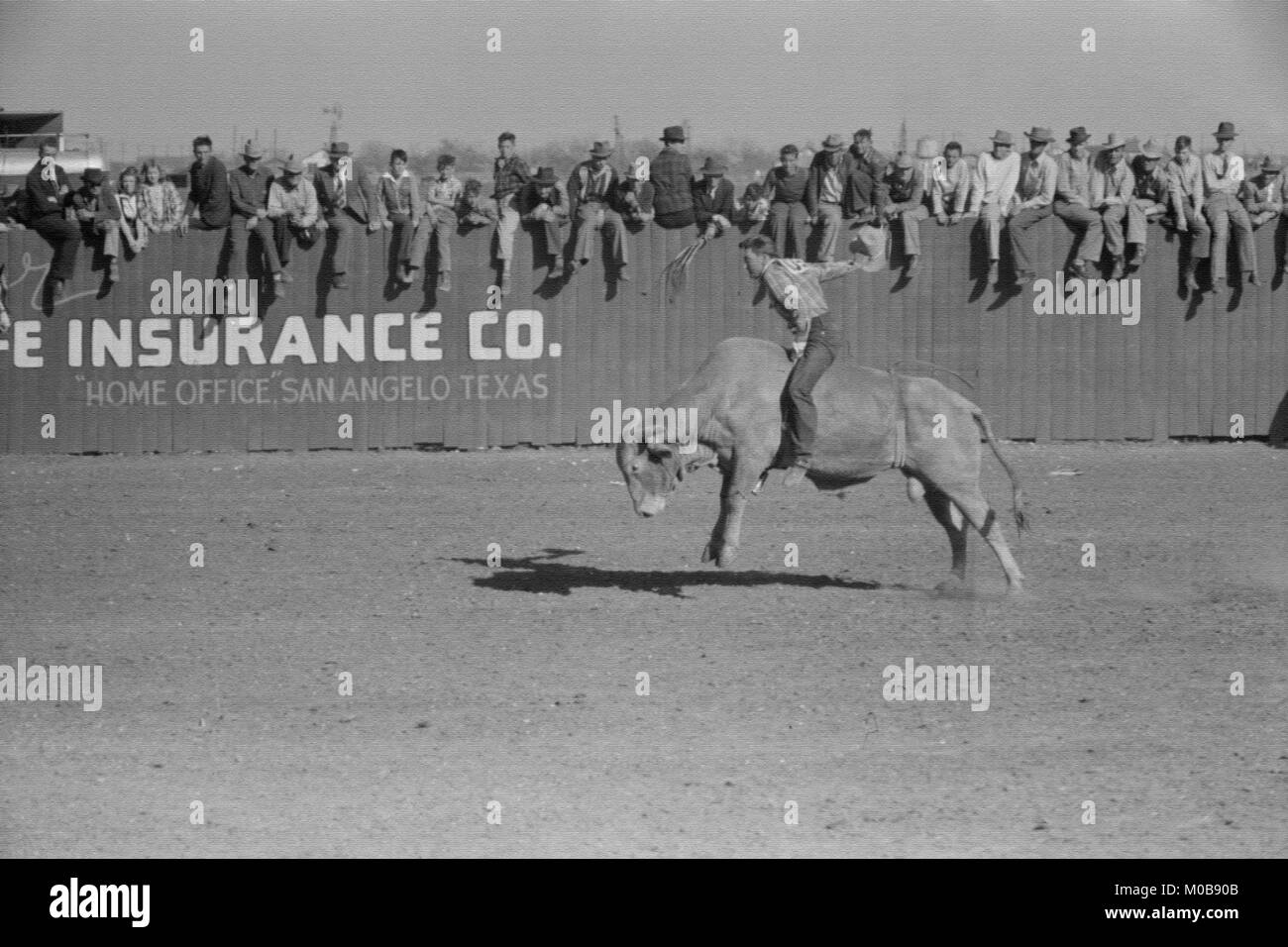 Brahma bull hi-res stock photography and images - Alamy