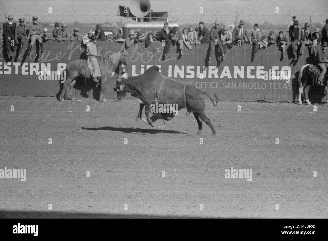 Riding a Brahma Bull Stock Photo - Alamy