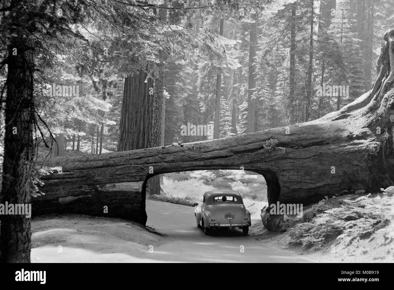 The Tunnel Log Stock Photo - Alamy