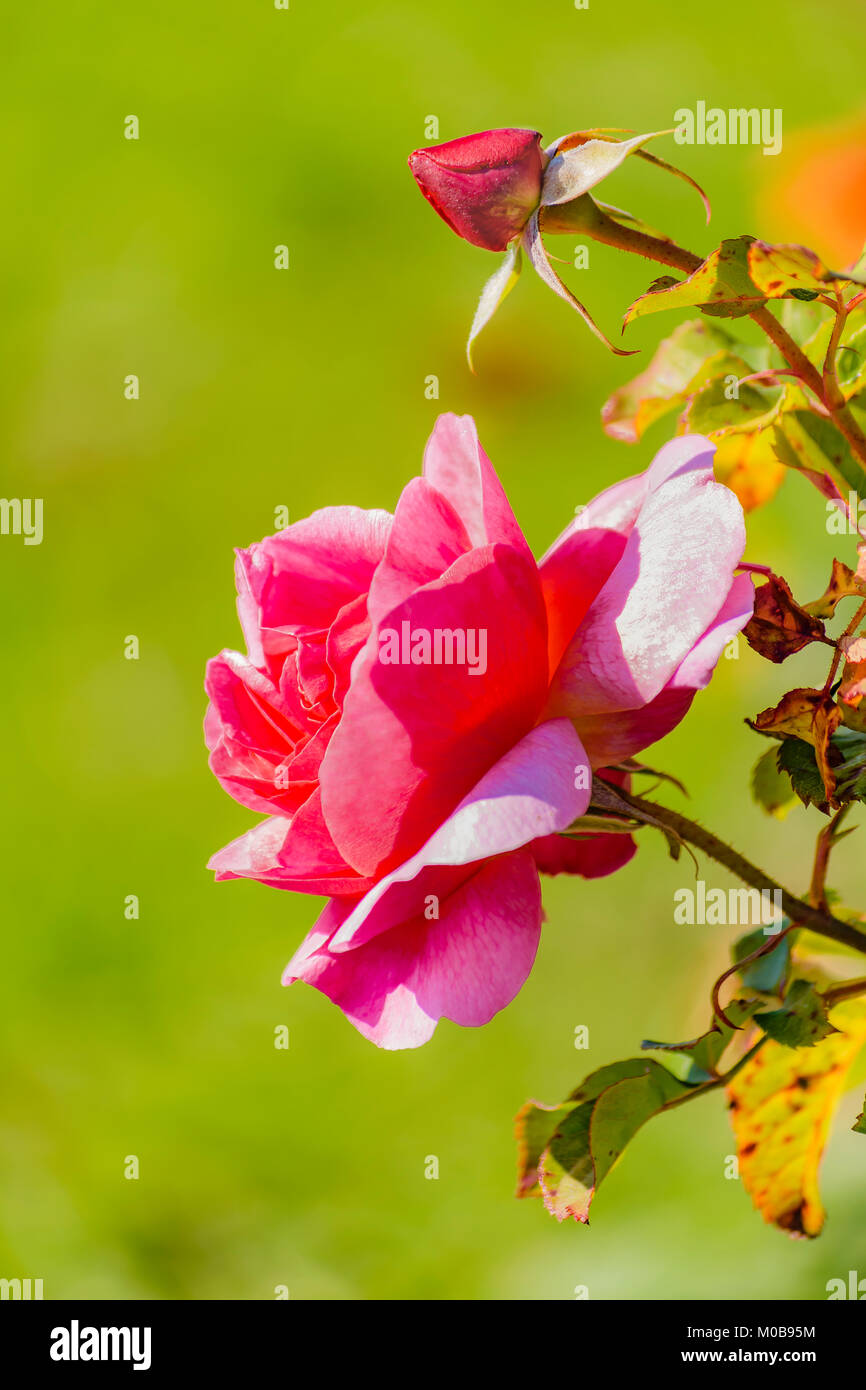 Side view pink rose flower against blur green background Stock Photo ...