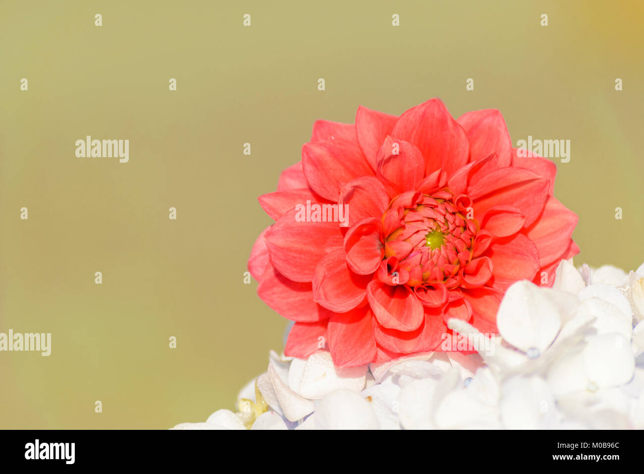 Side view red rose flower against pale background Stock Photo - Alamy