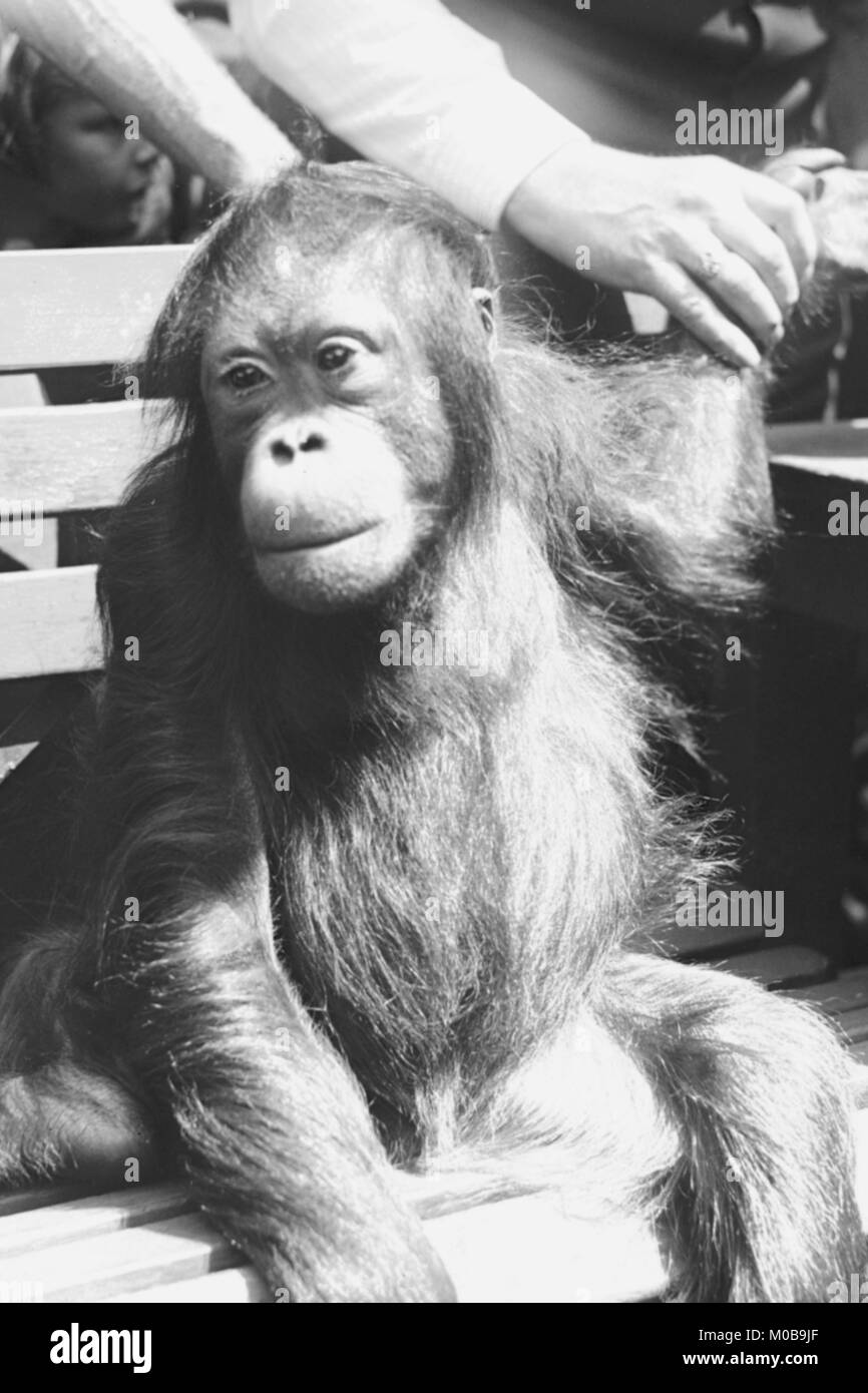 The Criminal Monkey Stock Photo - Alamy